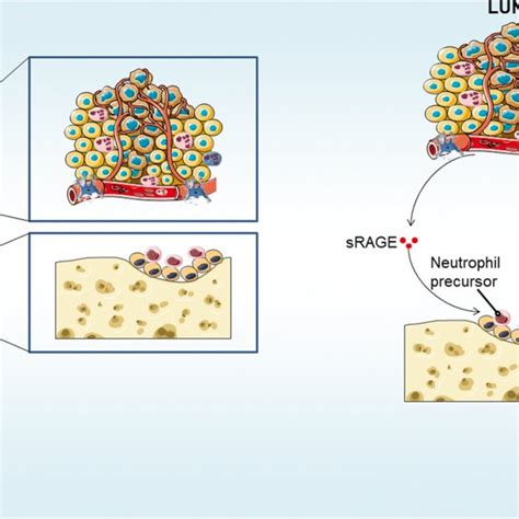 Do Bone Marrow Macrophages Modulate Neutrophil Activation The Details