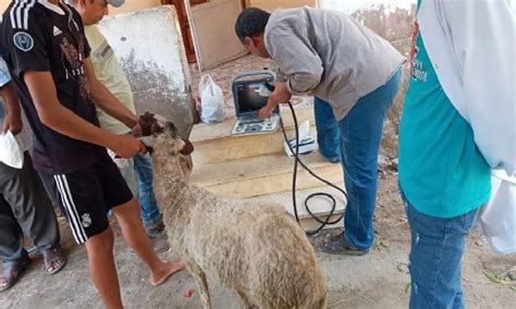 حفاظًا على الثروة الحيوانية والداجنة نشاط كبير لمديرية الطب البيطري