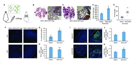 The MUC1 Ectodomain Is Sufficient To Increase The Metastatic Potential