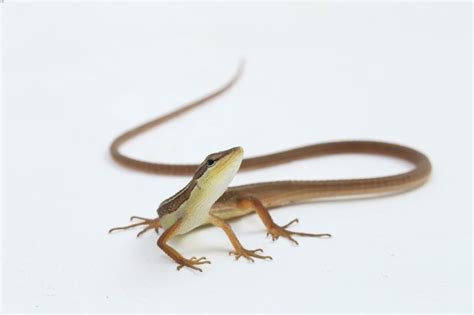 Long Tailed Lizard Care Habitat Diet Lifespan And More