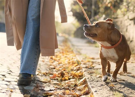 6 Signs Your Dog Trusts You Petmd