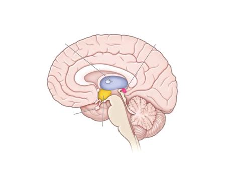 Major Components Of Diencephalon Quiz