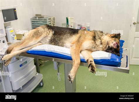 Hund Im Krankenhaus Liegen Stockfotos Und Bilder Kaufen Seite 2 Alamy
