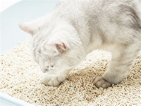 瑞多格猫砂详情页 一颗不肯媚俗的心 站酷ZCOOL