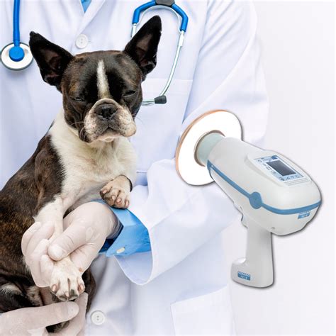 Vet X Rays