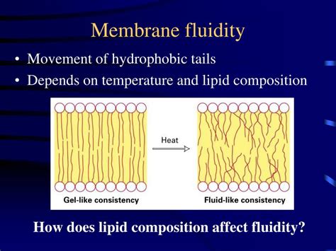Ppt Biomembrane Structure And Function Powerpoint Presentation Id