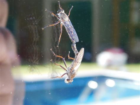 Robber Flies Pest Control Canada