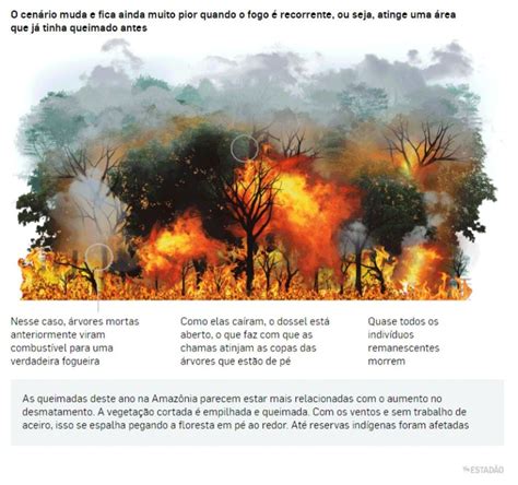 Crise Das Queimadas Na Amazônia é Assunto Para Ciências Da Natureza E
