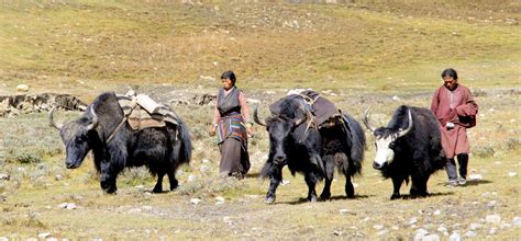 Dolpo Trek Visitnepal