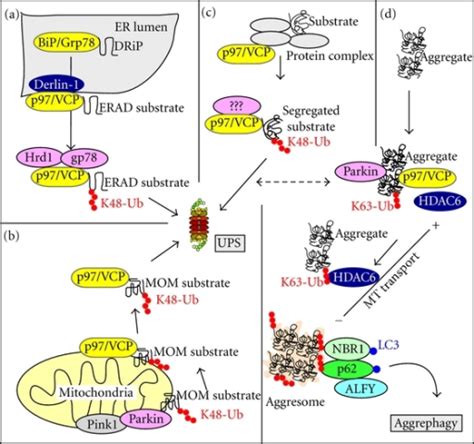 Protein Degradation Assisted By P97 Vcp And Hdac6 A Open I