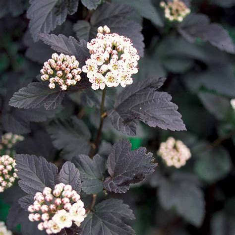 Physocarpus Opulifolius Diablo Sur Tige Jardin Dion