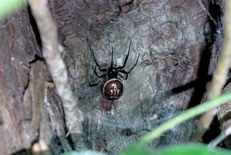 How To Identify A False Widow Spider What The Spiders Look Like How Big They Are And How Bad