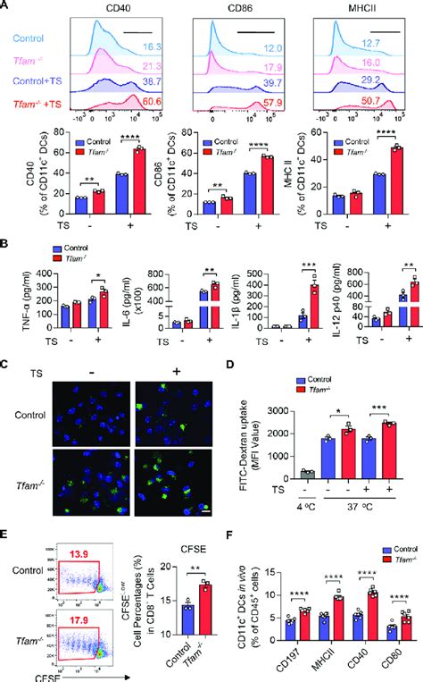 Tfam Deficiency Activates Dc Both In Vitro And In Vivo A Tfam