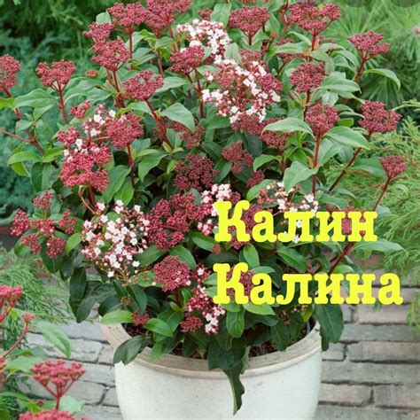 Калина, Цветница