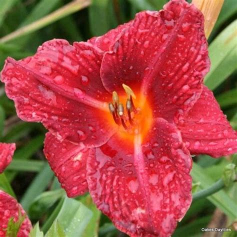 Raspberry Wine Daylily Outstanding Color Oakes Daylilies