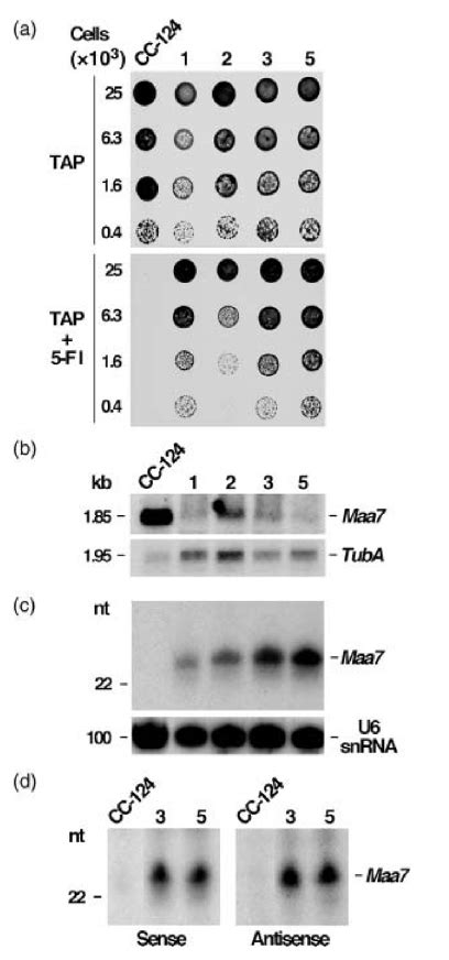 Silencing Of Tryptophan Synthase Download Scientific Diagram