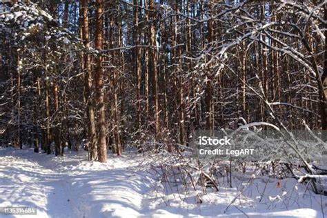 나무와 소나무의 트렁크 그것은 숲에서 비싸다 눈과 진눈깨비 0명에 대한 스톡 사진 및 기타 이미지 0명 12월 1월