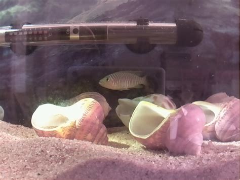 Raspberry Pi Zero 摄像头套件 Make 趣无尽