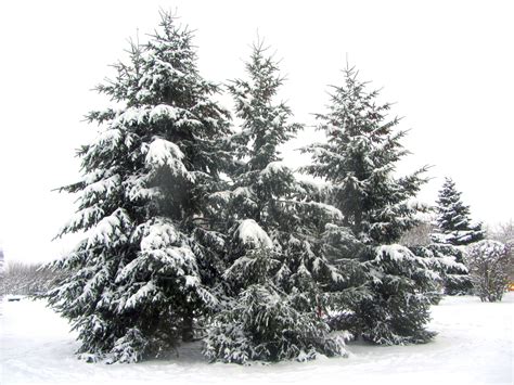 Pseudotsuga menziesii - Изображение особи - Плантариум