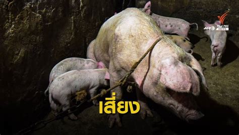 อหวาตแอฟรกาในสกรเสยงระบาดทวโลก Thai PBS News ขาวไทยพบเอส