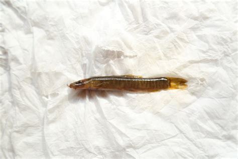 横纹南鳅 标本图片库 武陵山区生物多样性综合科学考察