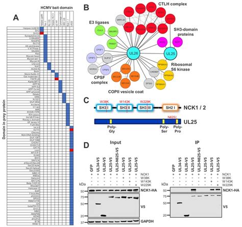 Figures And Data In Human Cytomegalovirus Interactome Analysis