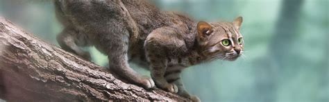 Rusty Spotted Cat FaunaFocus