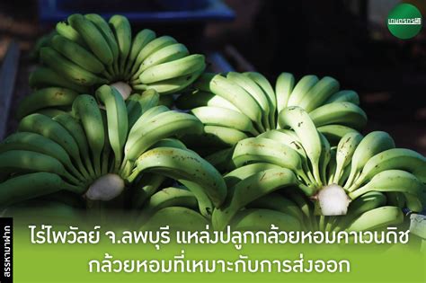 เกษตรกรก้าวหน้า 🟢🍌 ข้อมูลจาก คุณรพีทัศน์ อุ่นจิตตพันธ์