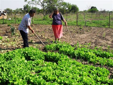 Poca carne menos desperdicios y agricultura más sostenible claves