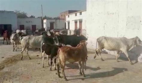 Up Stray Cattle Photos Up Farmers Lock Stray Cattle In School Again