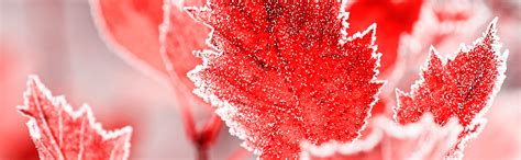 Cold Chain Packaging Cold Chain Thermal Packaging Solutions