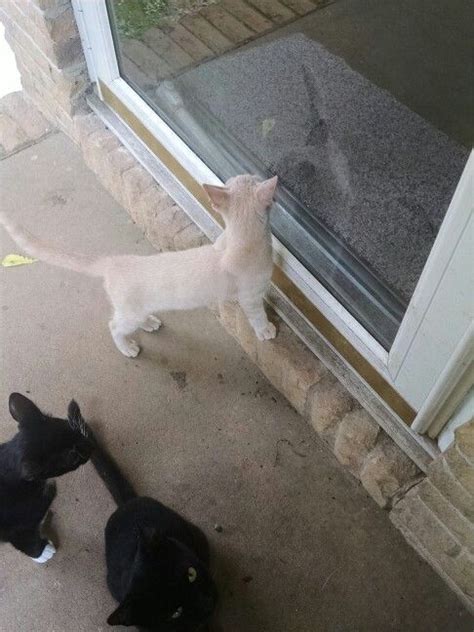 Link Admiring His Reflection