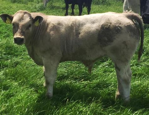 Newford Update 2020 Born Bull Calves Gain 14kg Liveweight Since Birth
