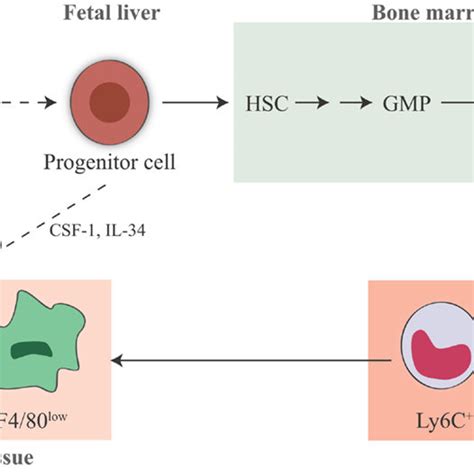 Distribution Of Tissue Resident Macrophages And Monocyte Derived