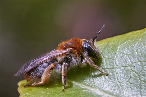 Miner Bees — Digital Grin Photography Forum