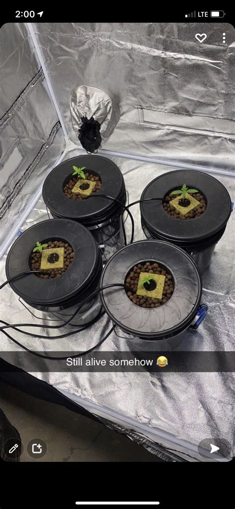 First Dwc Grow R Dwc