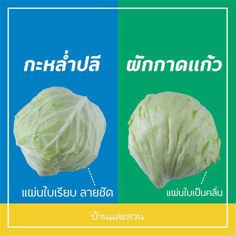 ผักคู่เหมือน แม้หน้าตาจะคล้ายกัน แต่คนละชนิดกัน บ้านและสวน