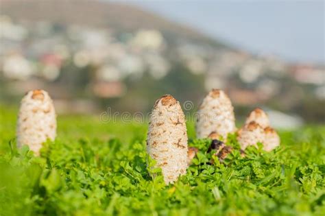 Shaggy Mane Wild Edible Mushroom Growing In A Country Meadow Stock