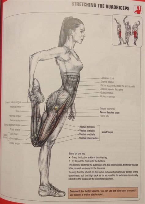 Stretching The Quadriceps Yoga Fitness Stretches Physiotherapy
