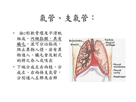 呼吸作用與氣體交換 Ppt Download
