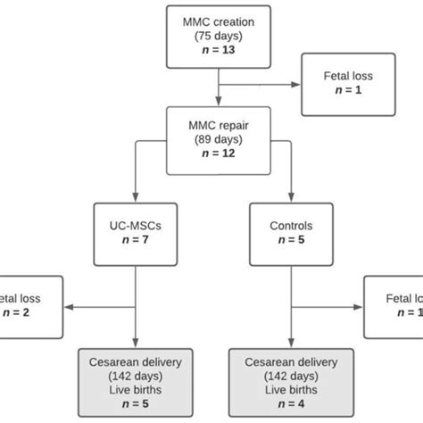 Flow Chart Of The Population Uc‐mscs Umbilical Cord‐derived Download Scientific Diagram