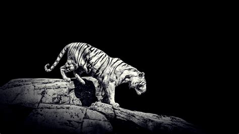 Fond d écran Monochrome Roche la nature la photographie tigre