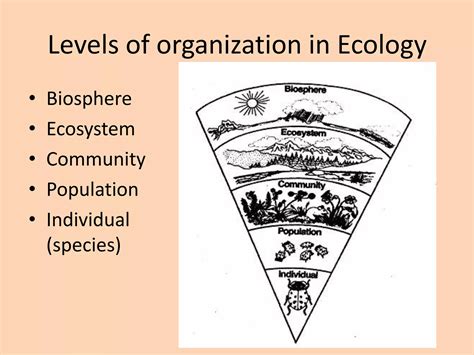 Ecology Levels Of Organization Pptx