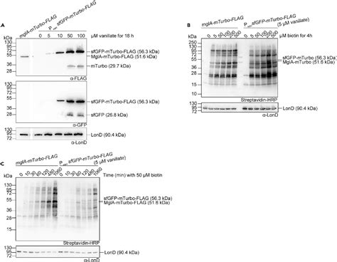 Figure From A Miniturbo Based Proximity Labeling Protocol To Identify