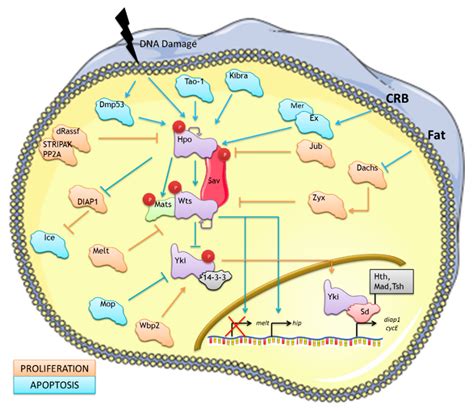 Genes Special Issue Hippo Signaling Pathway
