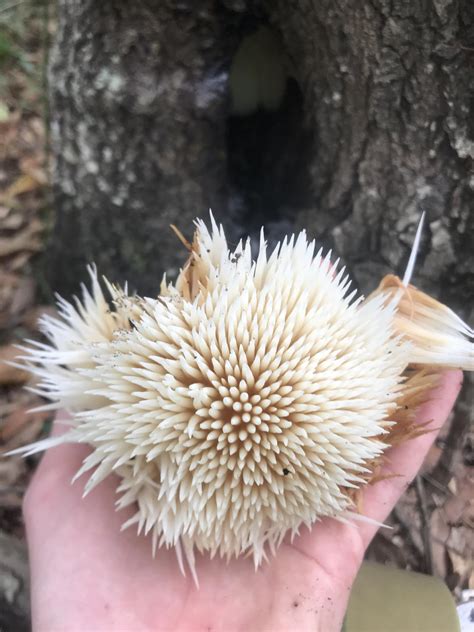 Found Lions Mane In Savannah Georgia Today Challenging To Get It Out