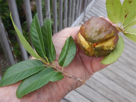 PLANTS BEGINNING WITH THE LETTER Z NatureNotes N W PLANTS BEGINNING WITH THE LETTER Z NatureNotes N W