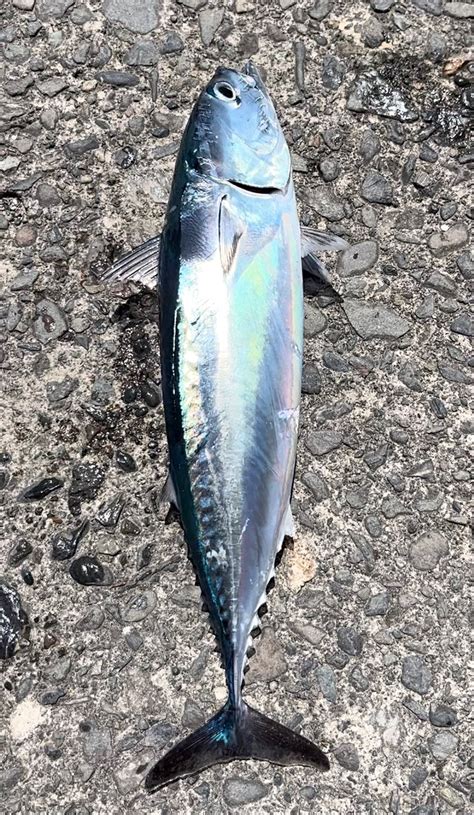 Blx96ebz さんの 2023年08月05日のソウダガツオの釣り・釣果情報静岡県 駿河湾 アングラーズ 釣果500万件の