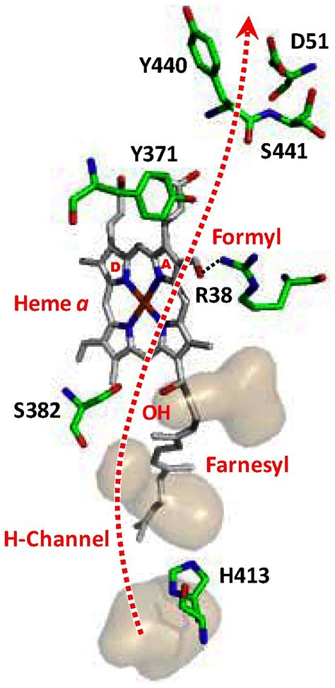 The Structure Was Drawn With The Pymol Molecular Graphics System