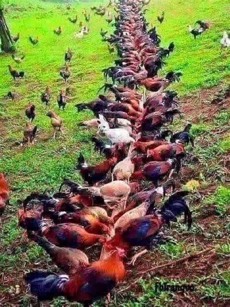 ေမြးျမဴေရးဆိုင္ရာ အခ်က္အလက္မ်ား ႏု႔ိထြက္ ႏြားမမ်ားအတြက္ အစာ ႏြားမမ်ားကို ႏို႔ခန္ းခ်ိန္ တြင္